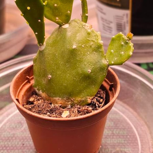 Mini Nopalea Cochenillifera ‘cochineal Nopal’ Green Cactus Rare ...