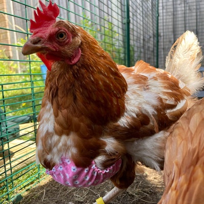 Chicken Bra, Crop Support, Pendulous Crop Support, Crop Bra, Hen Bra ...