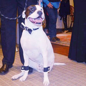 Dog Cuffs Custom Dog Tuxedo Cuffs for Wedding Dog Wedding - Etsy