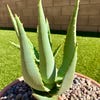 Sm.1g Aloe Excelsa,rarely Seen in Cultivation.seed Grown From South ...