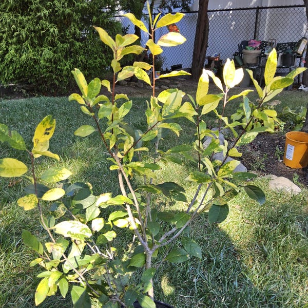 Viburnum Burkwoodii 'mohawk' Burkwood Viburnum Live Plant 4 Pot Size - Etsy