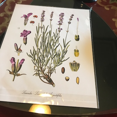 Lavender Botanical Print, Lavender Botanical Art Print, Lavender Wall ...