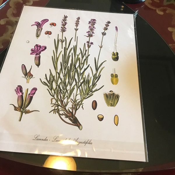 Lavender Botanical Print, Lavender Botanical Art Print, Lavender Wall ...