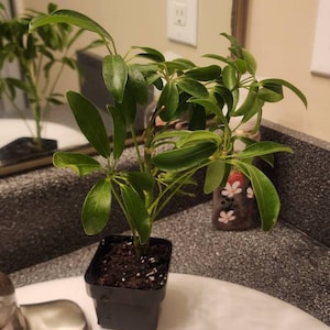 Silver Splash Pothos Scindapsus Pictus Exotica - Etsy