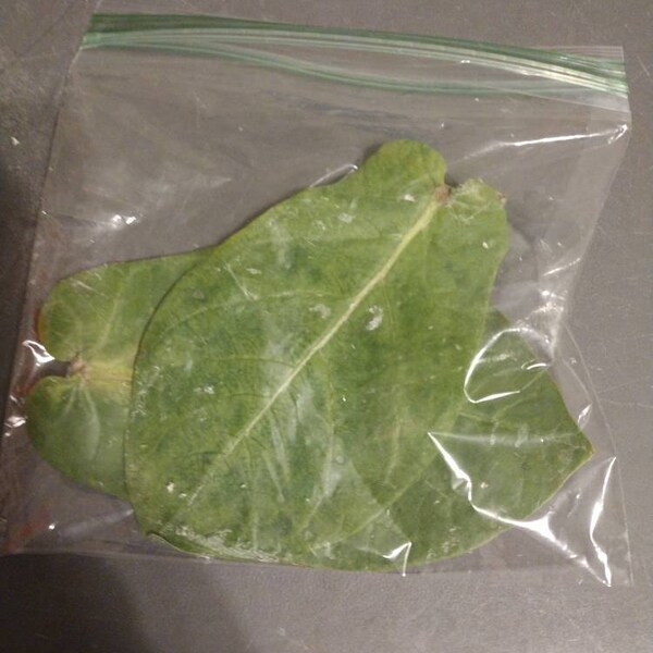 Abundance Box Bay Cinnamon and Miracle and LEAVES Leaf of Life Money ...