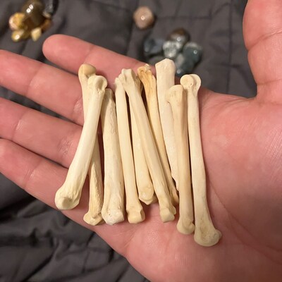 Rabbit Vertebrae Bones for 3 From Fla Farm Raised - Etsy