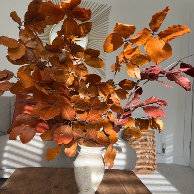 Real Preserved Copper Beech Bunch Autumn Shades Dried Autumnal Foliage ...