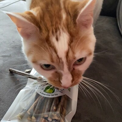 20 Ct Mini Matatabi Cat Chew Sticks All Natural Catnip Alternative ...