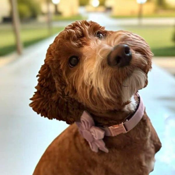 Pure White Velvet Dog Harnessleashcollarbow Tiepoo Bag Holder Set ...