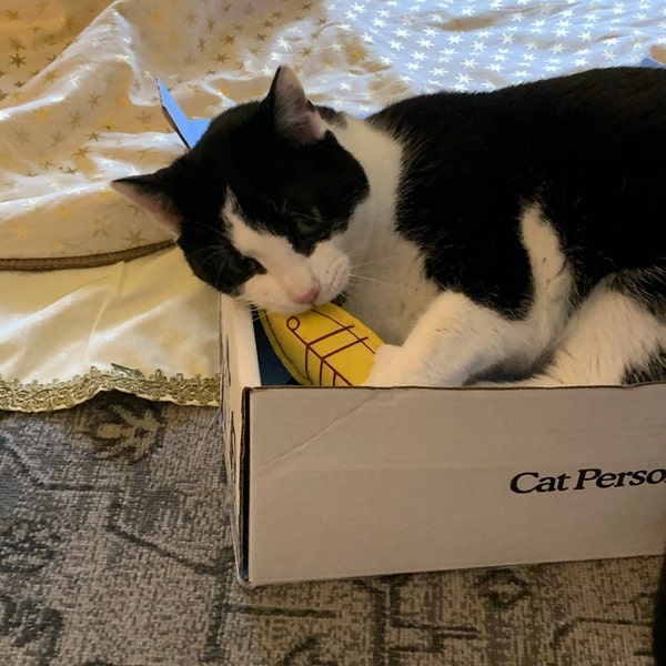 MEOWZA! Japanese Match Book Neko Cat | Keepsake | Stash Box - Etsy