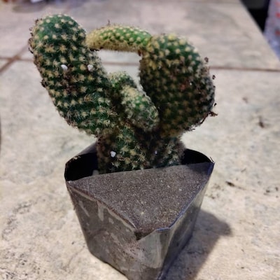 2 Bunny Ear Cactus Yellow Angel Wing Cactus Optunia Microdasys Albata ...
