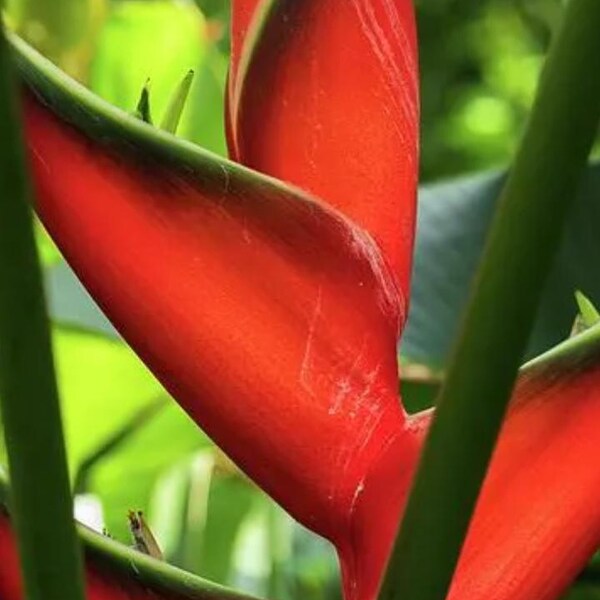 New Pink Kimi Ginger RHIZOME Tropical Plant - Etsy