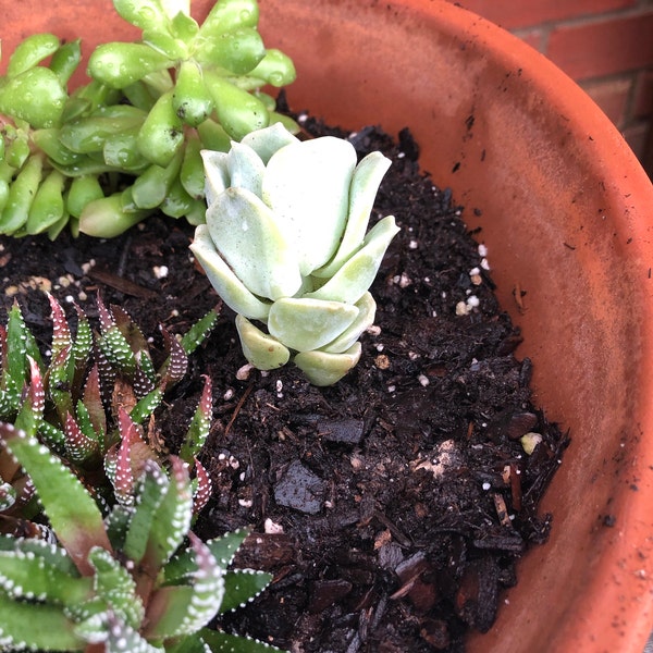 Rosette Succulent Plant--echeveria 'lovely Rose'--rooted in 2" Plant ...