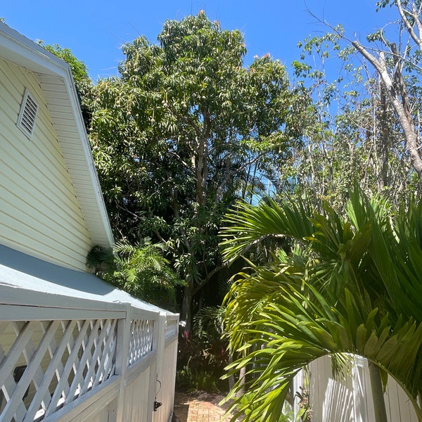 10' X 10' Fruit Tree Catcher for Better Home Gardening & Growers ...