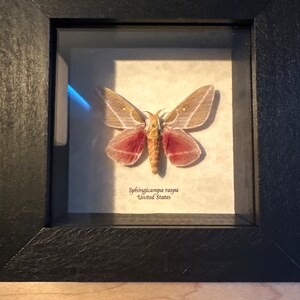 Real Rare Kaiser-i-hind Swallowtail Butterfly Framed Taxidermy - Etsy