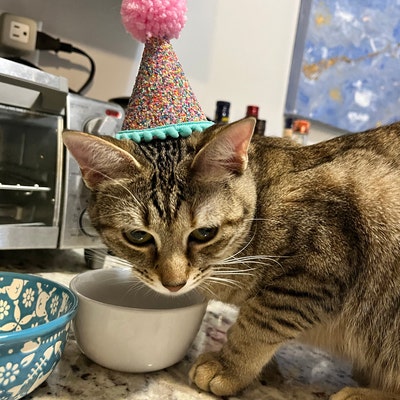 Cat Birthday Hat Pet Party Hat Puppy Birthday First Birthday Puppy First Birthday Birthday Party ...
