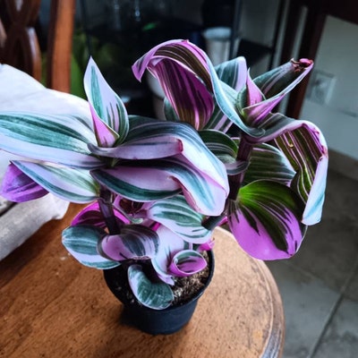 4pot of ZZ Plant Zamioculcas Zamiifolia Zee Zee Plant - Etsy