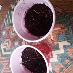 Count Dracula Vampire Pepper Premium Seed Packet | Etsy