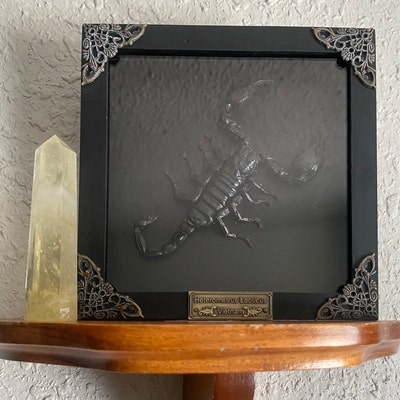 Real Framed Scorpion Shadow Box Insect Frame Taxidermy Taxadermy Black ...