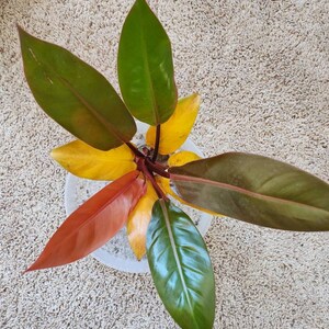 Calathea Makoyana peacock Dwarf Variety Grown in a 6 Pot - Etsy