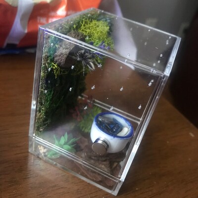 BACKLIT Magical Forest Jumping Spider Enclosure, You Choose Color ...