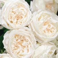 Real Touch Light Blush Roses Buds Silk Roses DIY Wedding - Etsy Canada