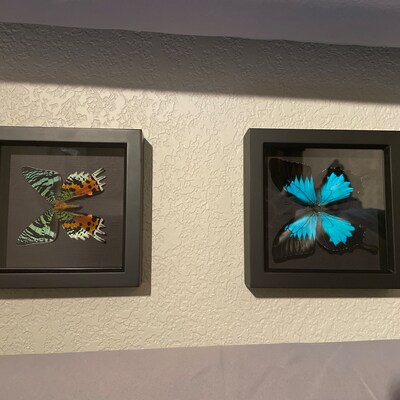 Framed Lanternfly Insect Display Pyrops Pyrorhyncha 6x6 - Etsy