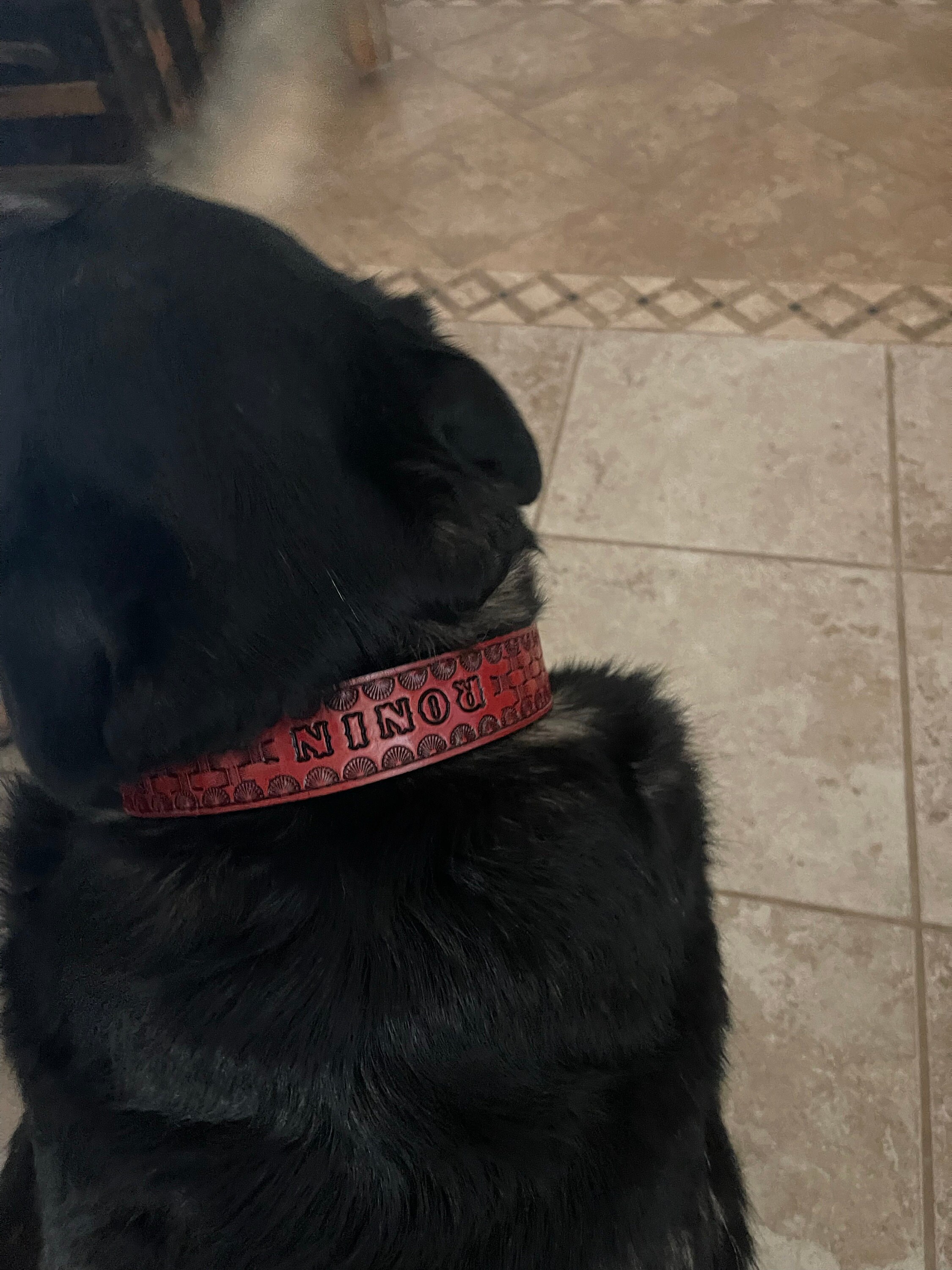 PERSONALIZED LEATHER COLLAR // With name // Personalised leather dog ...