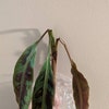 Live Angel Wing Begonia medora Starter Plant USA SELLER - Etsy