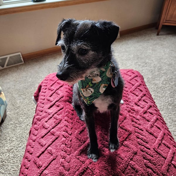 Adopt Me Reversible Snap-on Pet Bandana, Snap on Dog Bandanas, Cat ...