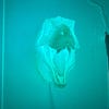 Tyrannosaurus Rex - Wall Hanging 3D Printed Accent Lamp, T-rex, Novelty ...