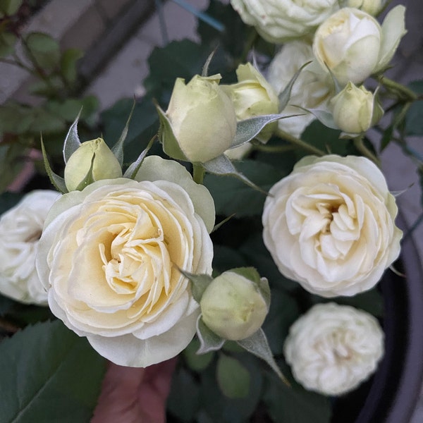 Rose【creamy Eden】creamy Folies| Meiheven| France Shrub| Cutting Rose ...