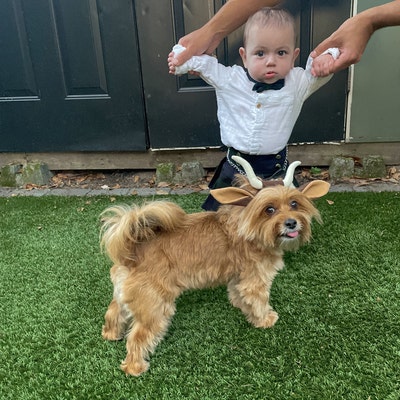 BLACK GOAT Costume Headband Ears And/or Tail, Goatee, Toddler Child ...