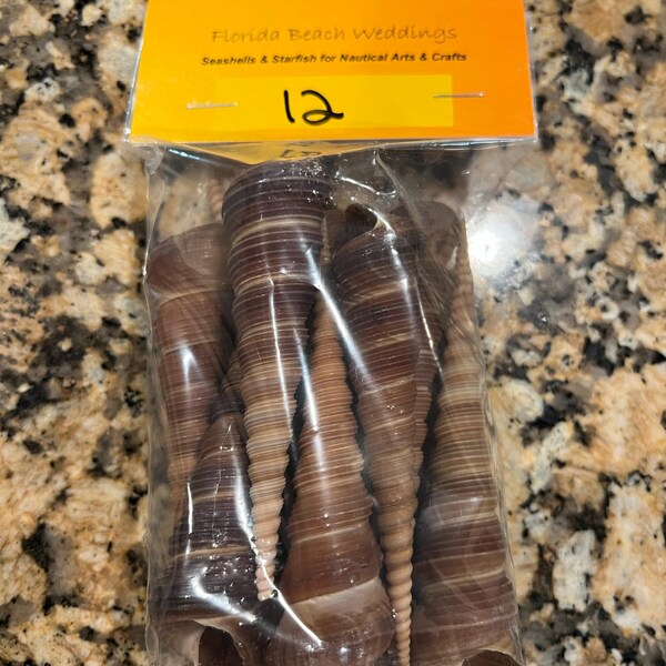 One 1 Irish Flat Scallop Shell Seashell 34 Crafts Beach Cottage ...