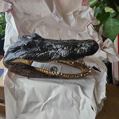 ALLIGATOR BONE DUST Voodoo, Hoodoo, Wicca, Gothic, Oddity - Etsy