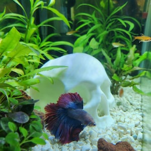 Betta Fish Skull Hide new Sizes Available - Etsy