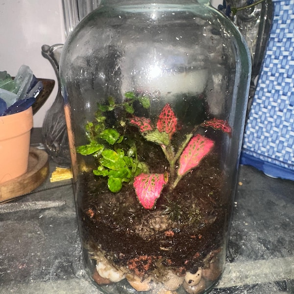 Large Live DIY Terrarium Kit by Boomdyada, Self-sustaining Sealed Mini ...