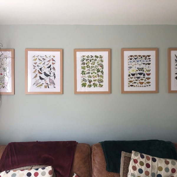 British Butterflies A3 Identification Poster, Insect Chart, Bugs Art ...