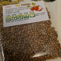 Tumbling Ted SOAPWORT SAPONARIA OCYMOIDES 700 Seeds Trailing Flower ...