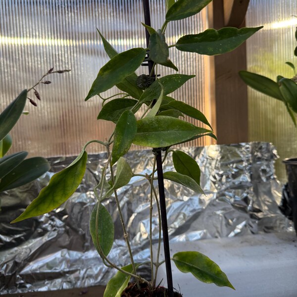 Hoya Mindorensis red Flowers - Etsy