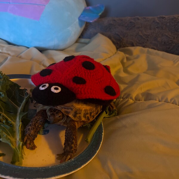 Tortoise Sweater Baby-sombrero. Sombrero Hat for Tortoise, Turtle ...