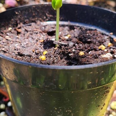 Pellitory, Anacyclus Pyrethrum, 30 Seeds per Pack, Heirloom Seeds, GMO ...