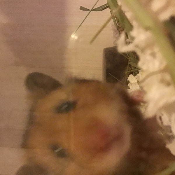 Hamster, Gerbil, Rat, and Mouse Forage Mix - Etsy