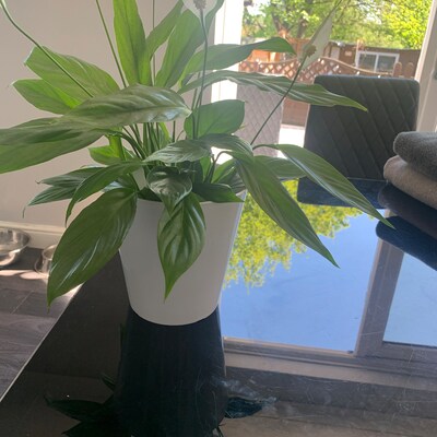 Rose 'fantastic at 60' Happy Birthday Rose Gift Wrapped With Huge Bow ...