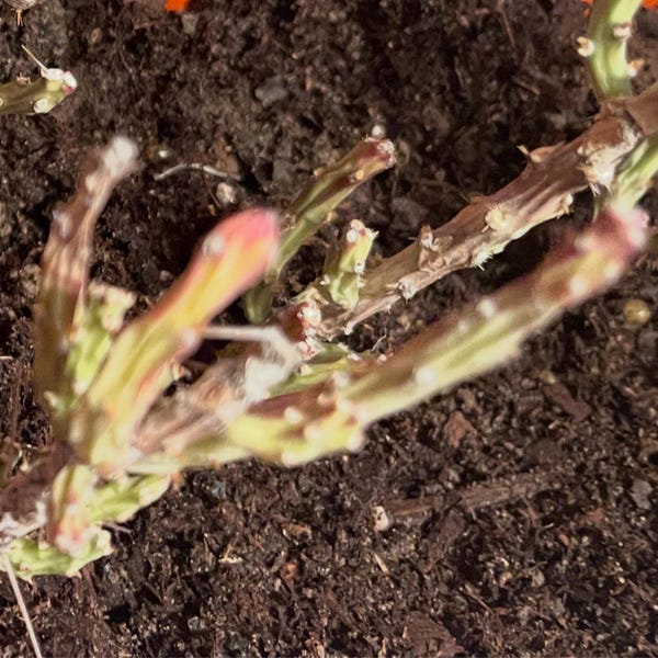 Chinaberry Tree, Pride of India, Bead-tree, Cape Lilac, Persian Lilac ...