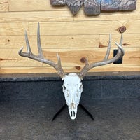 European Skull Mount Swivel Bracket - Etsy