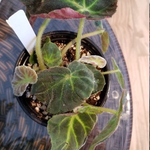 Rhizomatous Begonia 'caravan' - Etsy