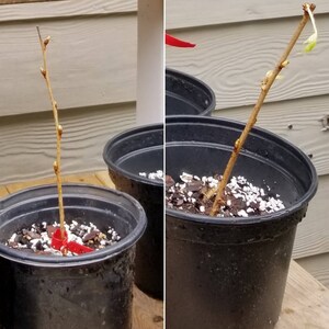 5 Red Maple Bare Root acer Rubrum | Etsy