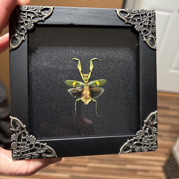 Real Framed Mantis Creobroter Beetle Shadow Box Dried Insect Dead Bug ...