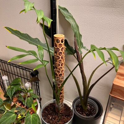 Mini Totem Insert for Orchidbox Mini Greatly Improves Interior ...